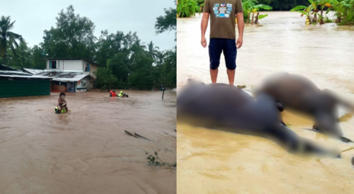 Iba't ibang bayan sa Palawan, lubog sa baha; ilang mga hayop, patay ...