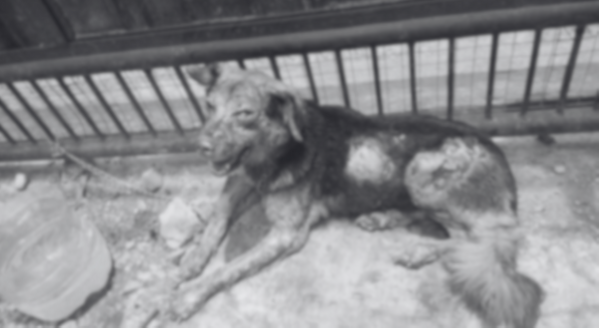 Viral dog na nalapnos sa sunog sa Zamboanga, pumanaw na-Balita