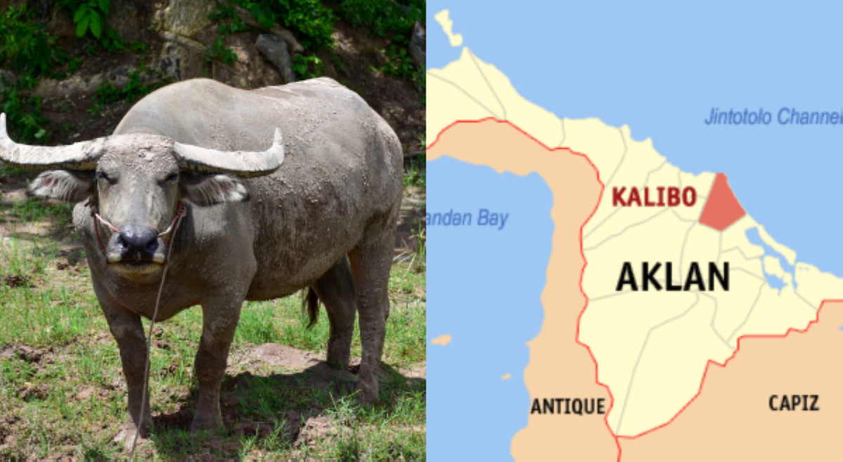 Kalabaw sa Aklan, natagpuang nakabigti sa puno-Balita