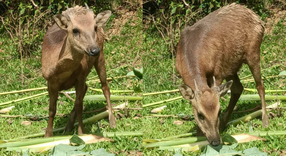 Philippine deer, muling namataan sa Marinduque!-Balita