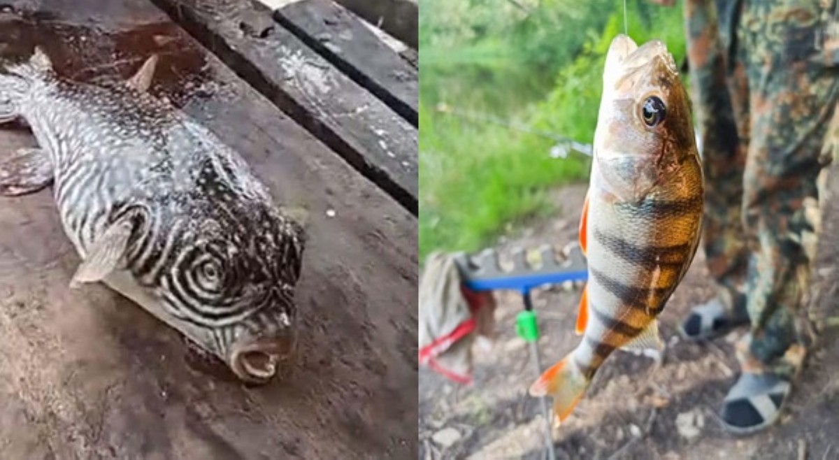 Ligtas bang kainin ang butete at goby fish kahit nalinisan na?-Balita