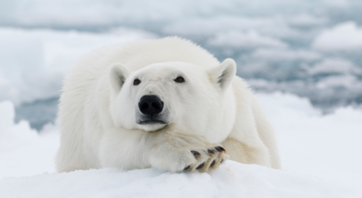 Sa kauna-unahang pagkakataon: Bird Flu, tumama sa polar bear sa Europa ...