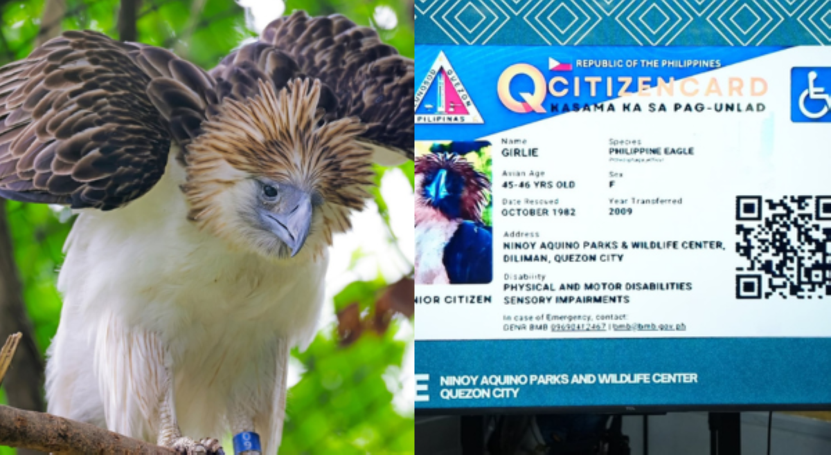 Pinakamatandang 'Philippine eagle in captivity,' binigyan ng senior ...