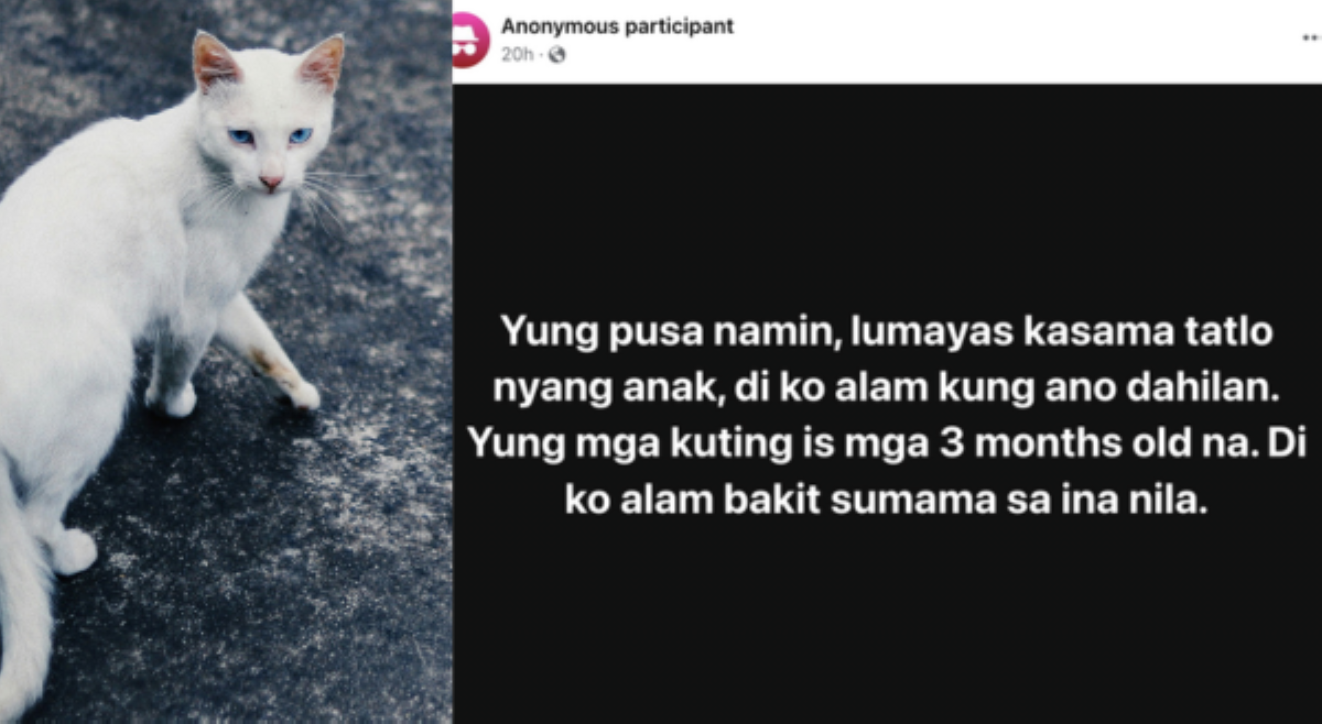 Socmed post tungkol sa pusa na 'lumayas' kasama 3 anak, binalbal ng ...