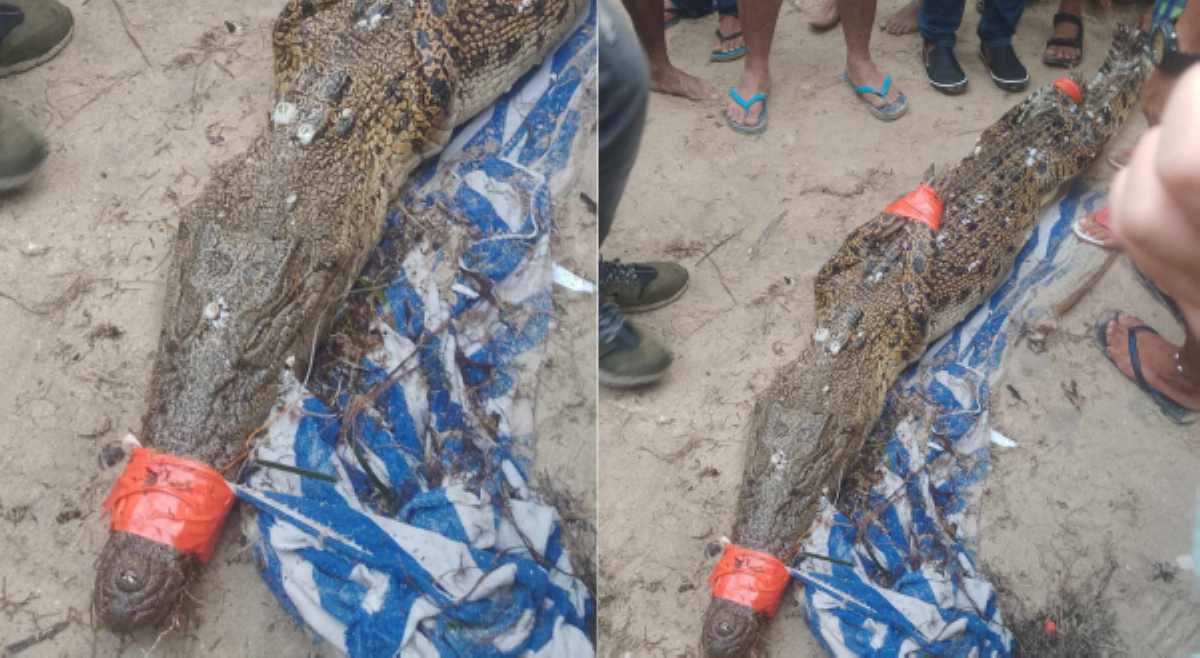 'Nag-Bora ang buwaya?' Saltwater crocodile, namataan sa Boracay-Balita