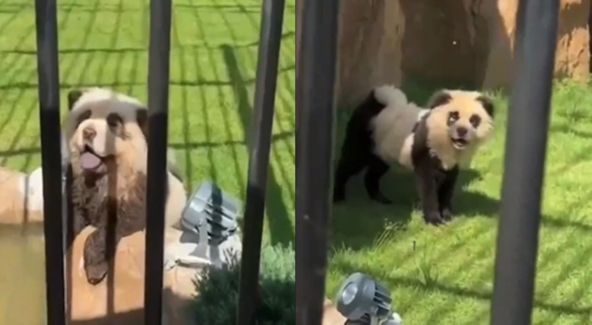 Chinese zoo, kinuyog matapos gawing 'panda' ang mga aso-Balita