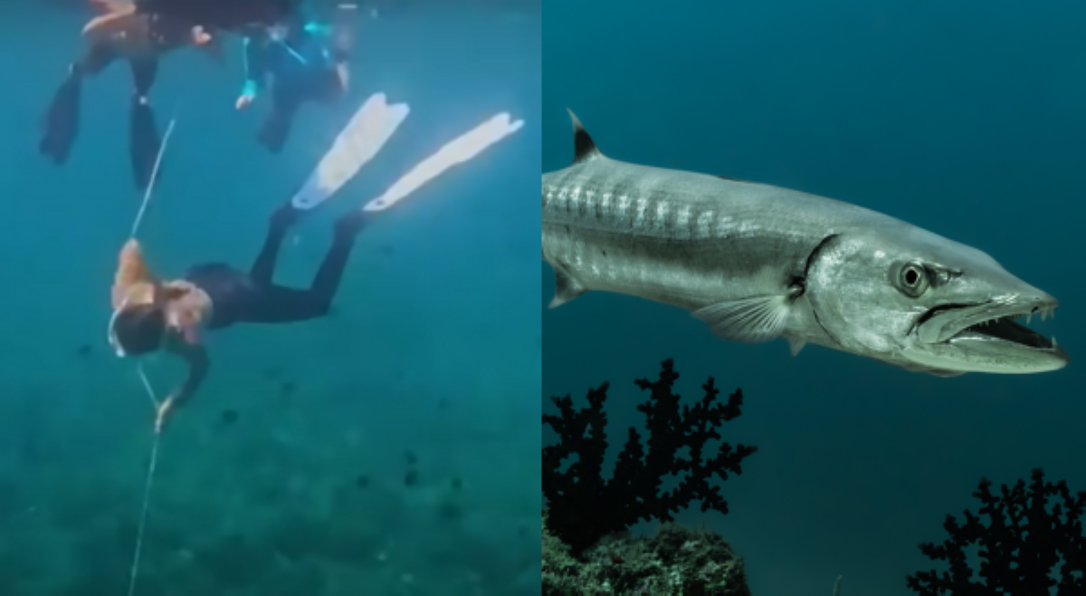 Freedivers, inatake ng barracuda sa Batangas-Balita