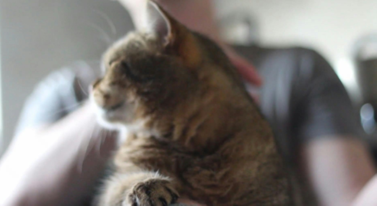 Lagot! PAWS, hina-hunting lalaking nanakal ng pusa-Balita